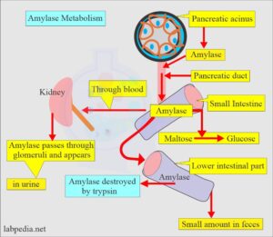 Urine amylase (Amylasuria), Amylase/Creatinine clearance ratio ...