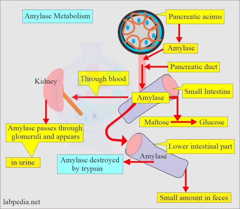 Urine amylase (Amylasuria), Amylase/Creatinine clearance ratio ...