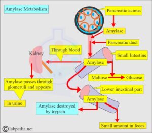 Understanding Amylase Serum in Acute Pancreatitis Diagnosis