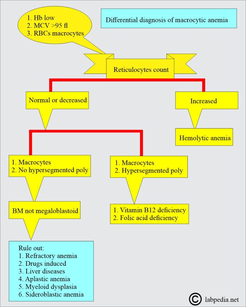 Anemia classification, diagnosis, and routine workup