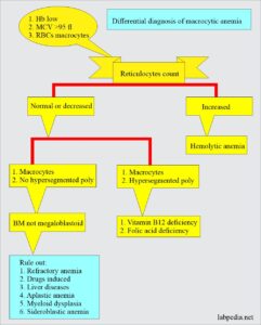 Anemia classification, diagnosis, and routine workup