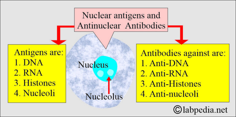 Antinuclear Factor (ANF), Antinuclear Antibody (ANA) and Its ...