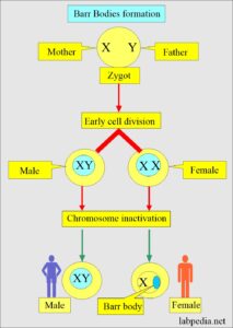 Barr Bodies detection and Drumstick - Labpedia.net
