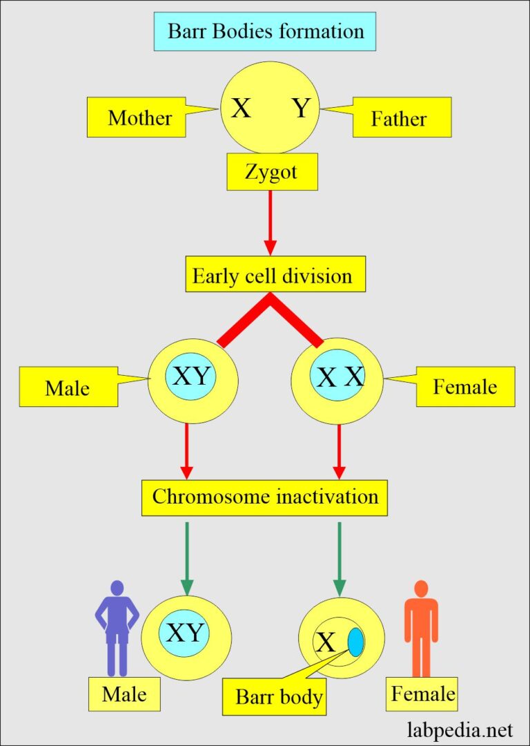 Barr Bodies detection and Drumstick - Labpedia.net