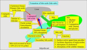 Urine For Bile pigments (Bilirubin, Urobilinogen, and Bile Salts ...