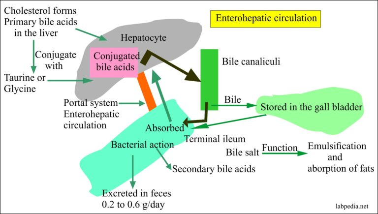 Urine Part 21:- Bile salts in The Urine (Bile Acid Metabolism ...