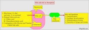 Urine Bile Salts and Bile Acid Metabolism