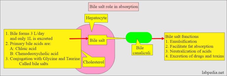 Urine Bile Salts and Bile Acid Metabolism
