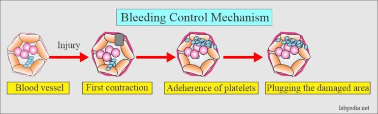 Bleeding Time (BT) - Labpedia.net