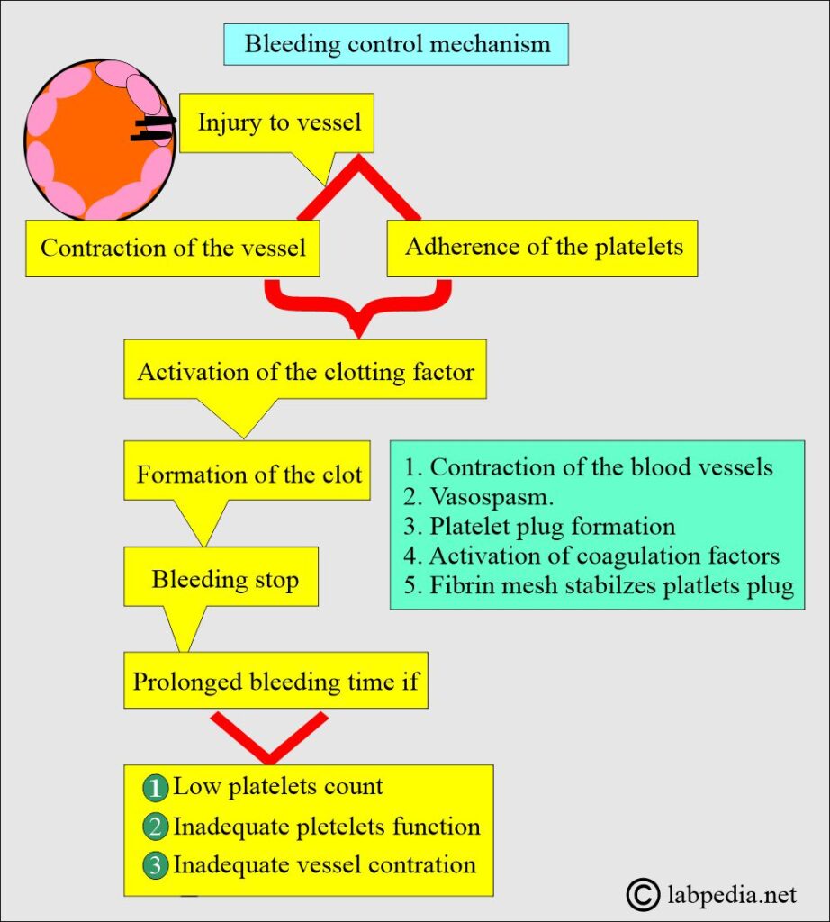 Bleeding Time (BT) - Labpedia.net