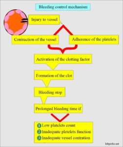 Bleeding Time (BT) - Labpedia.net