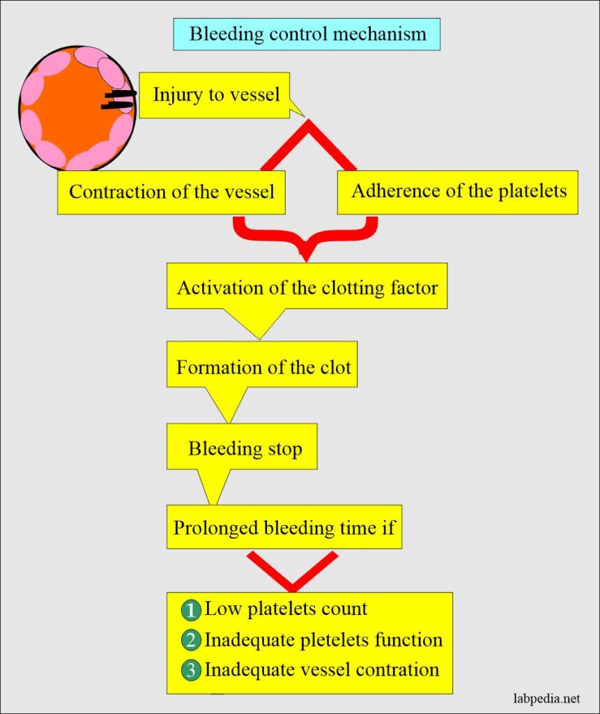 Bleeding Time (BT) - Labpedia.net
