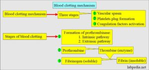 Coagulation:- part 1 - Blood Coagulation process, Coagulation factors ...