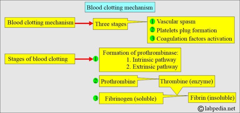 Coagulation: Clotting Time (C T) - Labpedia.net