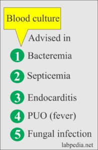 Blood Culture, its Procedure and Interpretations - Labpedia.net