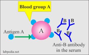 Blood banking:- part 1- Blood Groups ABO and Rh System, Blood Grouping ...