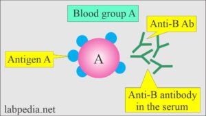 Blood banking:- part 1- Blood Groups ABO and Rh System, Blood Grouping ...