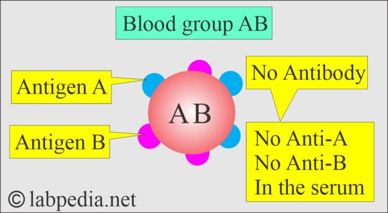 Blood banking:- part 1- Blood Groups ABO and Rh System, Blood Grouping ...