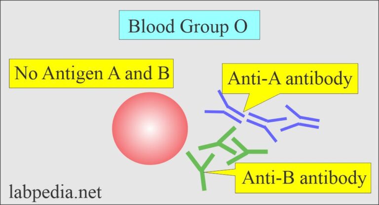 Blood banking:- part 1- Blood Groups ABO and Rh System, Blood Grouping ...