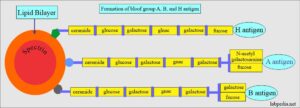 Blood banking:- part 1- Blood Groups ABO and Rh System, Blood Grouping ...