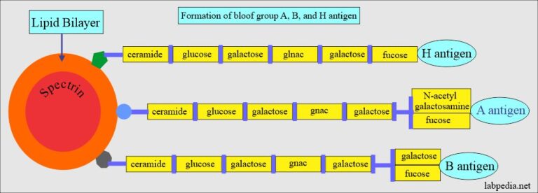 Blood banking:- part 1- Blood Groups ABO and Rh System, Blood Grouping ...