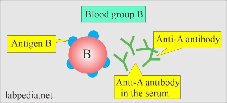 Blood banking:- part 1- Blood Groups ABO and Rh System, Blood Grouping ...
