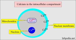 Calcium: - Part 1 - Calcium Total, Hypercalcemia and Hypocalcemia ...
