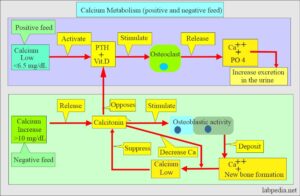 Urine Calcium (Ca), (Quantitative 24 hrs urine calcium) - Labpedia.net