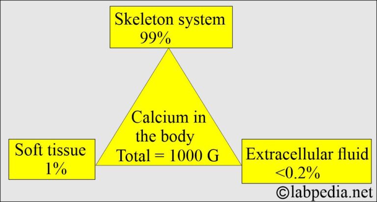 Calcium: - Part 1 - Calcium Total, Hypercalcemia and Hypocalcemia ...