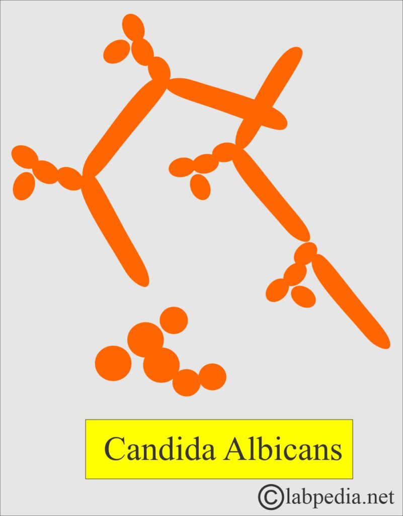 Candidiasis, Candida albicans and Diagnosis - Labpedia.net