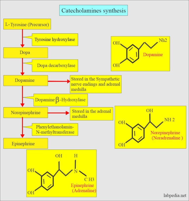 Urine 24 hours for VMA (Vanillylmandelic acid), Catecholamines (24 ...