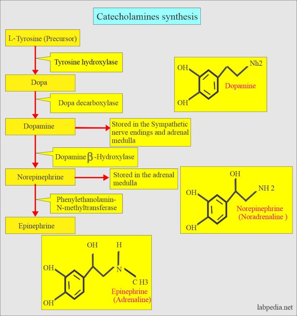 Urine 24 hours for VMA (Vanillylmandelic acid), Catecholamines (24 ...