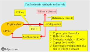 Ceruloplasmin, Copper Toxicity and Wilson's Disease - Labpedia.net