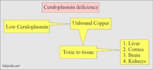 Ceruloplasmin, Copper Toxicity and Wilson Disease - Labpedia.net