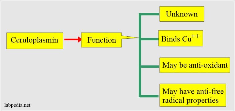 Ceruloplasmin, Acute Phase Protein - Labpedia.net