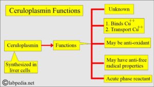 Ceruloplasmin, Copper Toxicity and Wilson's Disease - Labpedia.net
