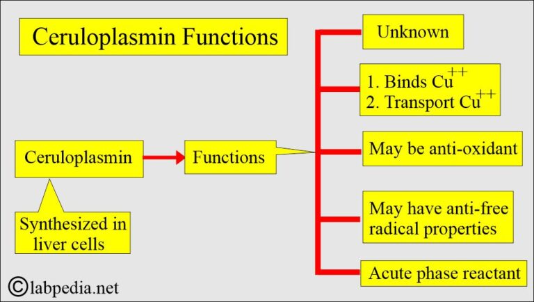 Ceruloplasmin, Acute Phase Protein - Labpedia.net