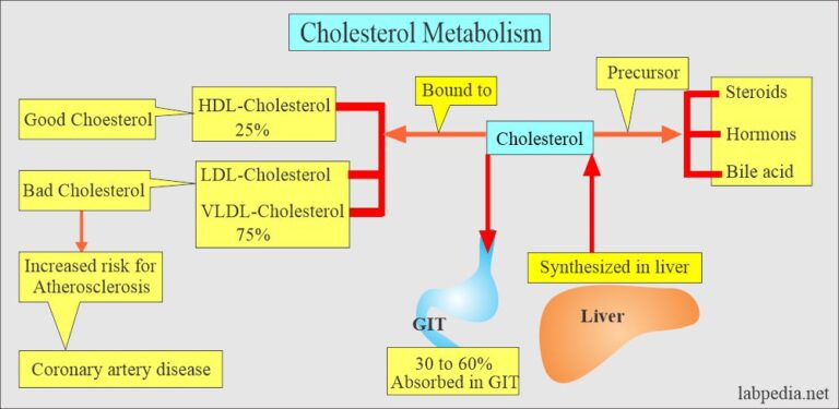 Cholesterol (Serum Cholesterol) - Labpedia.net