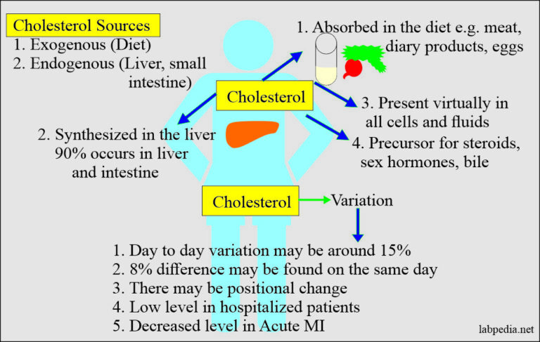 Lipids Total, Lipids Role in Our Body - Labpedia.net Prof. Riaz