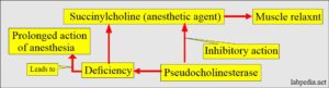 Cholinesterase, Functions and Interpretations - Labpedia.net