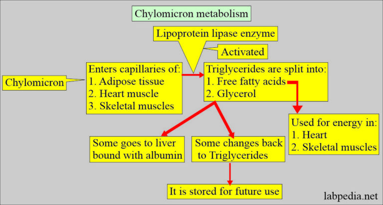 Lipoprotein:- part 4 - Chylomicron - Labpedia.net
