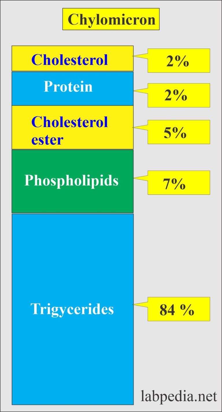 Lipoprotein:- part 4 - Chylomicron - Labpedia.net