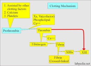 Prothrombin Time (PT) - Labpedia.net