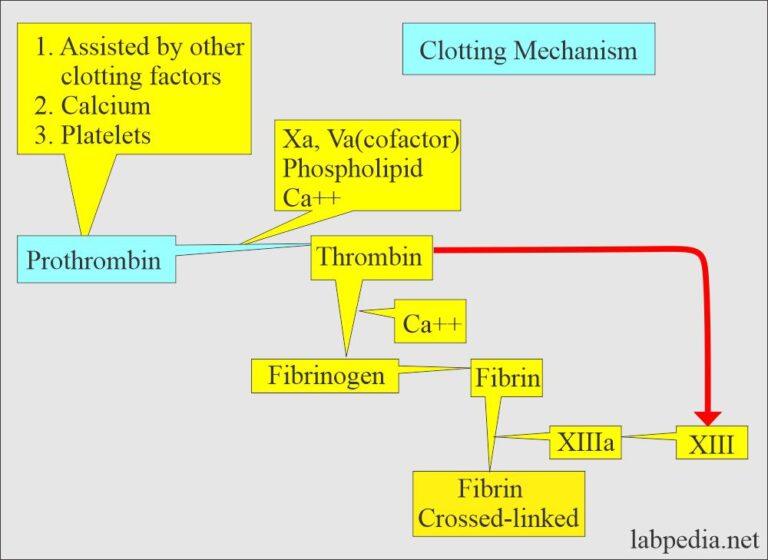 Prothrombin Time (PT) - Labpedia.net