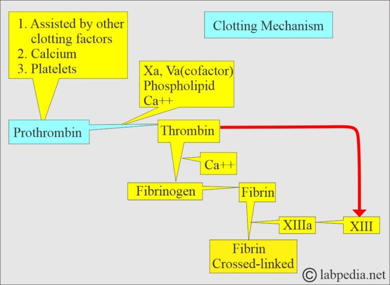Coagulation: Clotting Time (C T) - Labpedia.net
