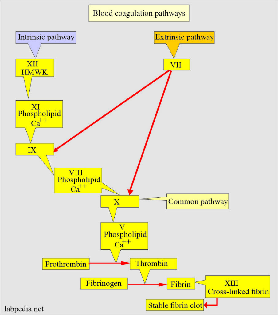 Factor XIII (fibrin stabilizing factor) - Labpedia.net