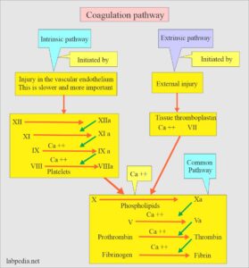 Hematology - Labpedia.net