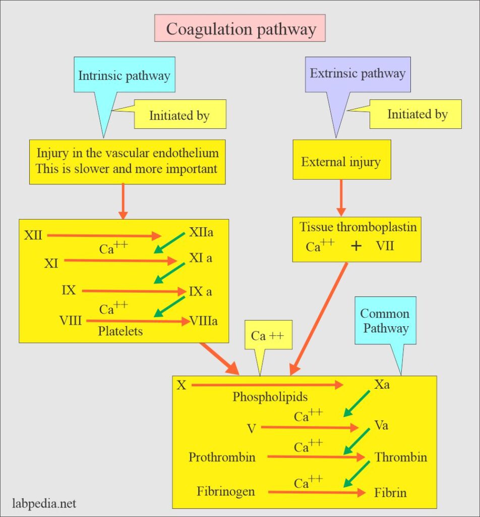 Coagulation Part 2 Coagulation Screening Tests And Interpretations