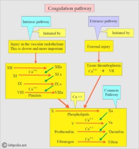Coagulation:- part 4 - Partial Thromboplastin Time (PTT) and APTT ...
