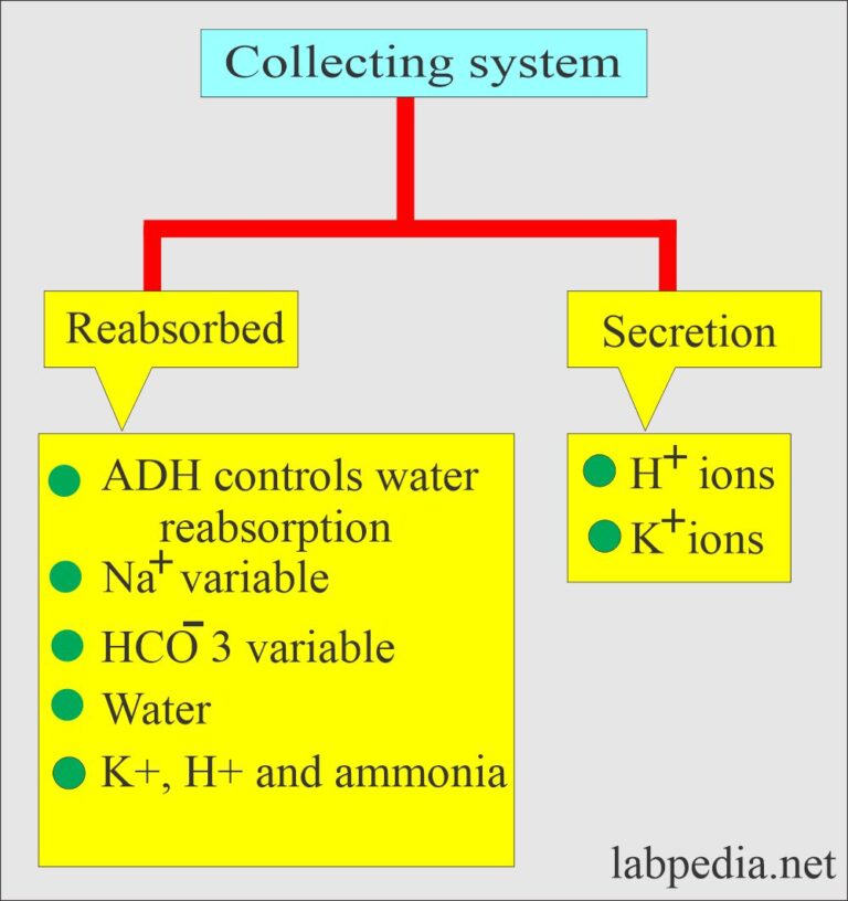 Renal Functions:- Part 1 - Renal Functions Tests - Labpedia.net